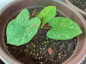 12 Common Indoor Plant Problems and How to Fix Them – Amaze Vege Garden