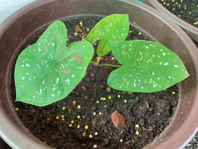 12 Common Indoor Plant Problems and How to Fix Them – Amaze Vege Garden