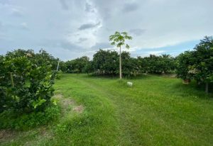 8 Helpful Tips For Planting An Orchard – Amaze Vege Garden