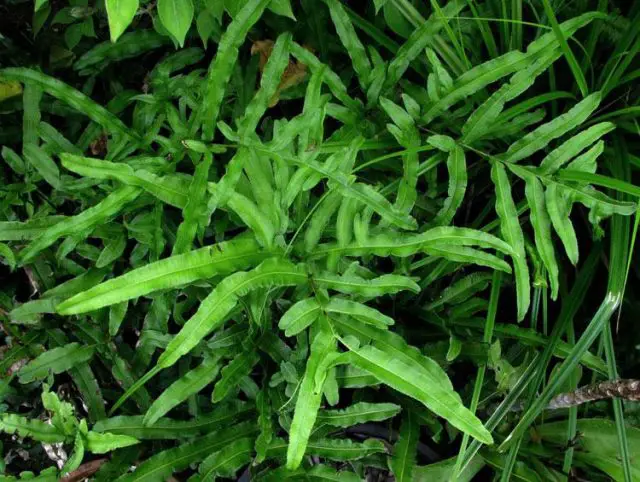 25 Types of Easy and Fast Growing Ferns – Amaze Vege Garden