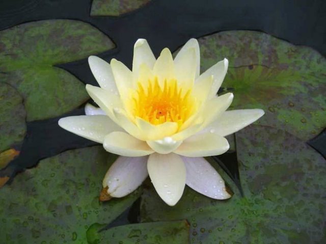15 Types of Lotus Flowers and Their Meaning – Amaze Vege Garden