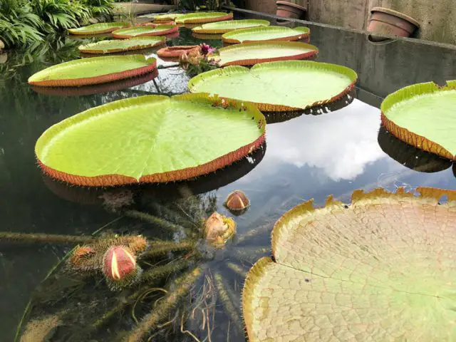 15 Types of Lotus Flowers and Their Meaning – Amaze Vege Garden