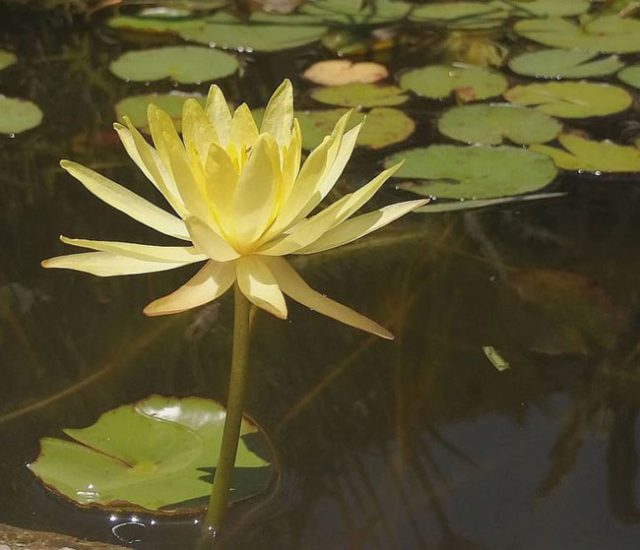 15 Types of Lotus Flowers and Their Meaning – Amaze Vege Garden
