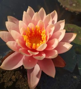 15 Types of Lotus Flowers and Their Meaning – Amaze Vege Garden