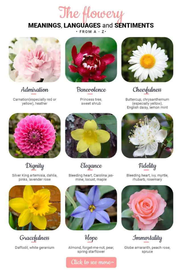 The Flowery Meanings, Languages and Sentiments – A to Z – Amaze Vege Garden