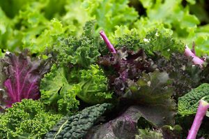 28 Delicious Loose Leaf Lettuce Varieties – Amaze Vege Garden