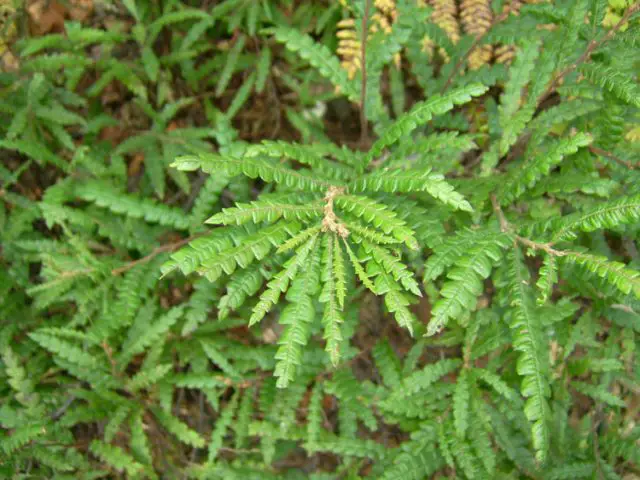 25 Types of Easy and Fast Growing Ferns – Amaze Vege Garden