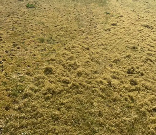 What is Scarifying? Why You Need To Do The Task? – Amaze Vege Garden