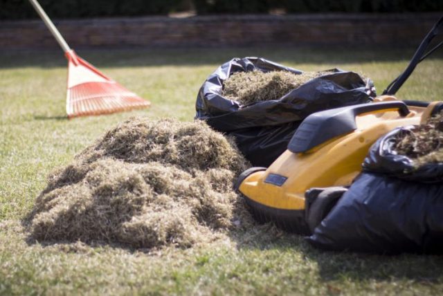 What is Scarifying? Why You Need To Do The Task? – Amaze Vege Garden