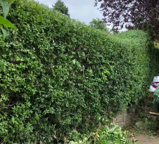 Types of Hedges and What Plants Are Best For Hedging – Amaze Vege Garden