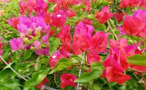 How To Grow and Take Care of Paper Flowers (Bougainvillea Glabra ...