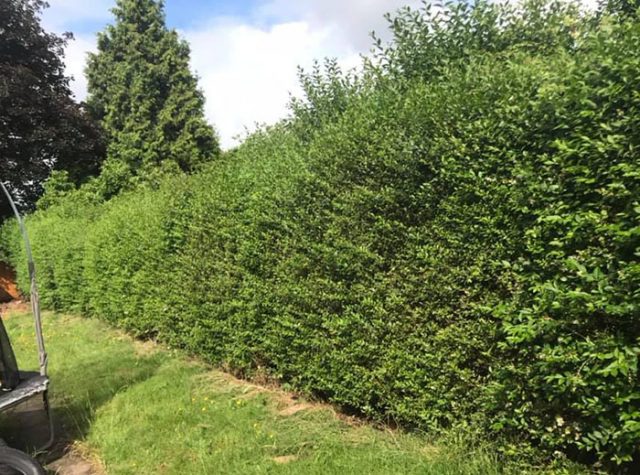 Types of Hedges and What Plants Are Best For Hedging – Amaze Vege Garden