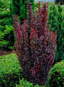 Types of Hedges and What Plants Are Best For Hedging – Amaze Vege Garden