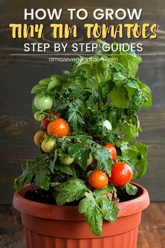 How To Grow Tiny Tim Tomatoes (Complete Guide) – Amaze Vege Garden