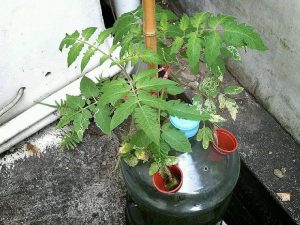 How To Grow Tiny Tim Tomatoes (Complete Guide) – Amaze Vege Garden