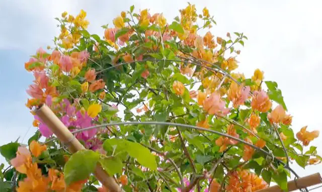 How To Grow and Take Care of Paper Flowers (Bougainvillea Glabra ...