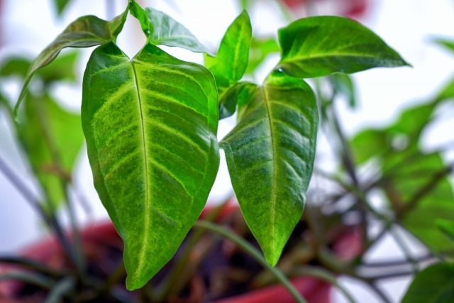 How to Grow and Care for the Arrowhead Plant – Amaze Vege Garden