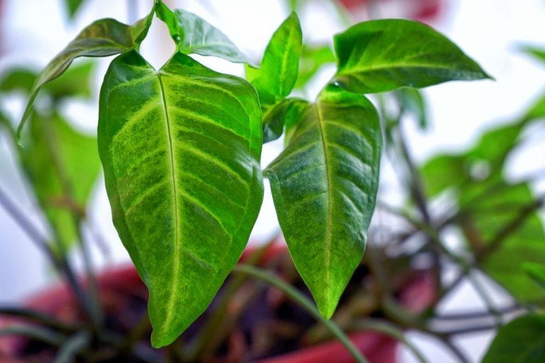 How to Grow and Care for the Arrowhead Plant – Amaze Vege Garden