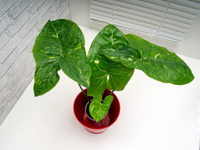 How to Grow and Care for the Arrowhead Plant – Amaze Vege Garden