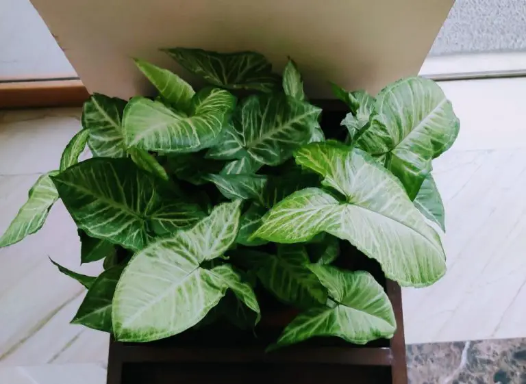 How to Grow and Care for the Arrowhead Plant – Amaze Vege Garden