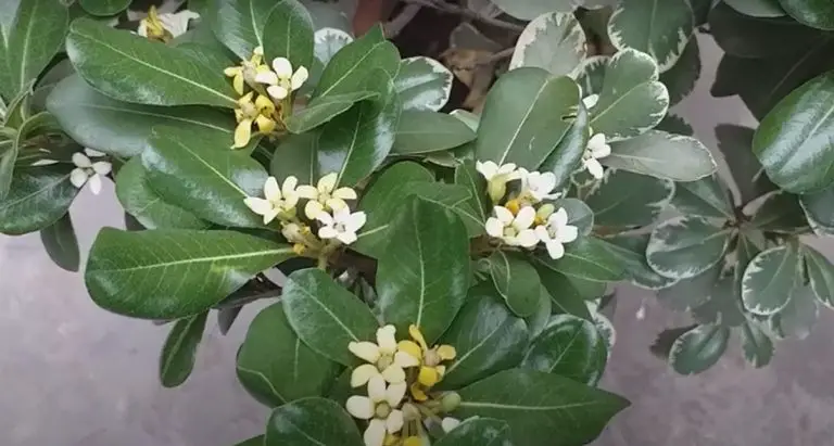 16 Different Types of Famous Japanese Trees – Amaze Vege Garden