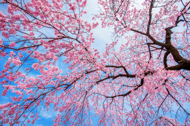 16 Different Types of Famous Japanese Trees – Amaze Vege Garden