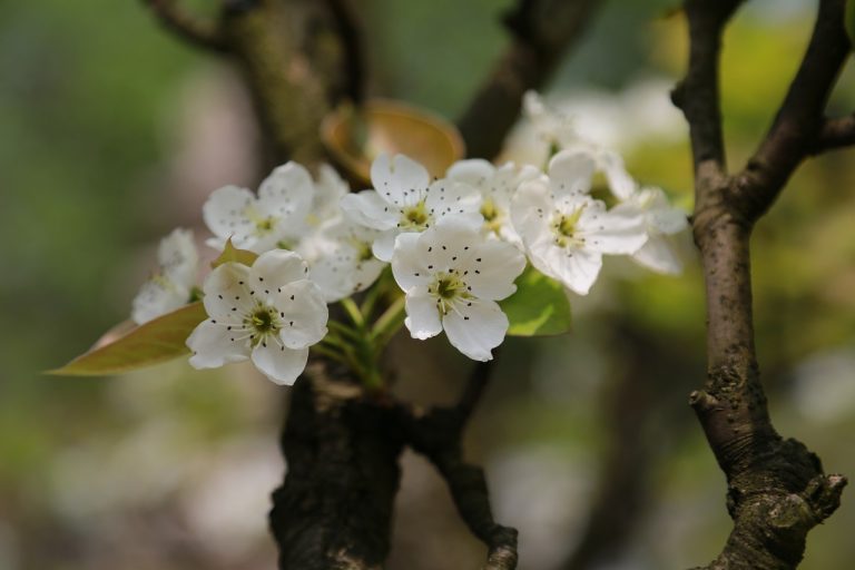 16 Different Types of Famous Japanese Trees – Amaze Vege Garden