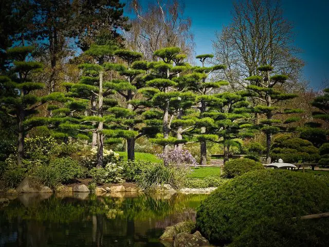16 Different Types of Famous Japanese Trees – Amaze Vege Garden