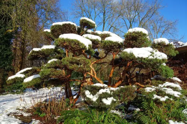 16 Different Types of Famous Japanese Trees – Amaze Vege Garden