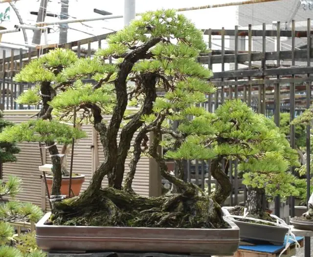 16 Different Types of Famous Japanese Trees – Amaze Vege Garden