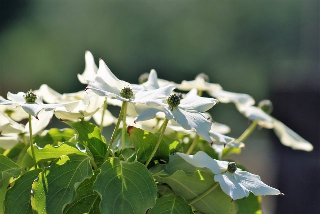16 Different Types of Famous Japanese Trees – Amaze Vege Garden
