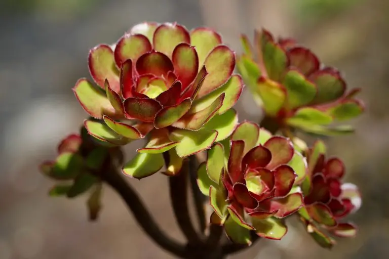 15 Types Most Common and Famous Succulents – Amaze Vege Garden