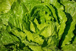 28 Delicious Loose Leaf Lettuce Varieties – Amaze Vege Garden