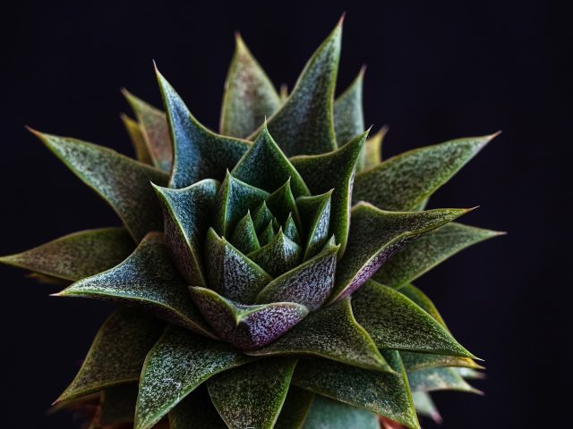 15 Types Most Common and Famous Succulents – Amaze Vege Garden