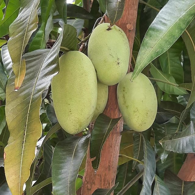How To Grow A Mango Tree From Seed – Amaze Vege Garden