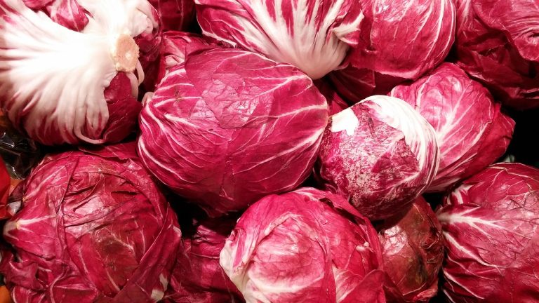28 Delicious Loose Leaf Lettuce Varieties – Amaze Vege Garden