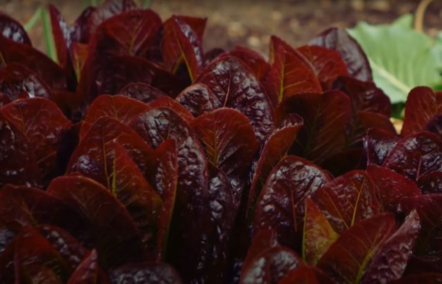 28 Delicious Loose Leaf Lettuce Varieties – Amaze Vege Garden