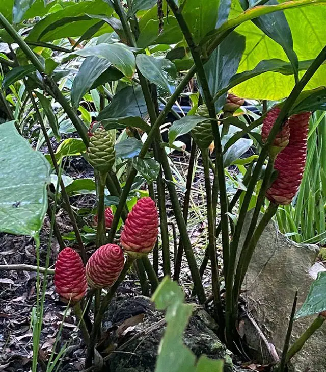 How To Care For Shampoo Ginger Plant – Amaze Vege Garden