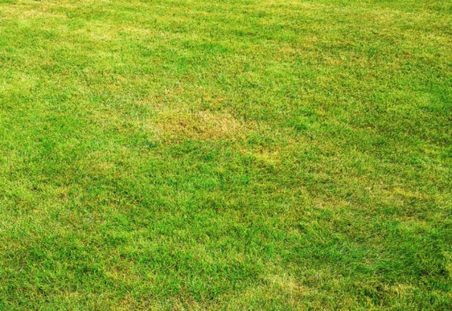 Why Is My Sod Turning Yellow? Can It Be Fixed? – Amaze Vege Garden