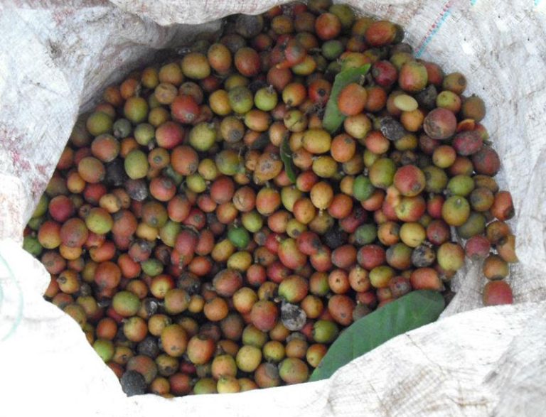 How To Grow Your Own Coffee Plants – Amaze Vege Garden