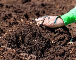 What Are Compost Accelerators – Amaze Vege Garden