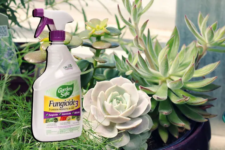 What Are The Best Fungicides For Succulents And Cactus – Amaze Vege Garden