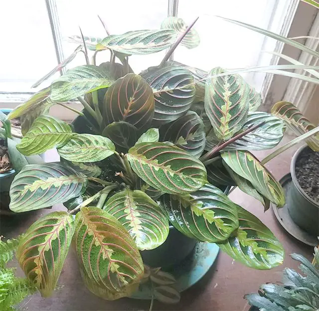 How To Grow And Care For Prayer Plants – Amaze Vege Garden