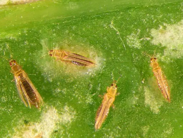 How To Get Rid Of Thrips On Houseplants – Amaze Vege Garden